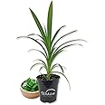 Amazon.com : Pandan Plant - Live Plant in a 4 Inch Pot - Pandanus ...