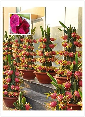 Original Pack, 15 graines / paquet, Pitaya ROUGE intérieur Rouge à l ...