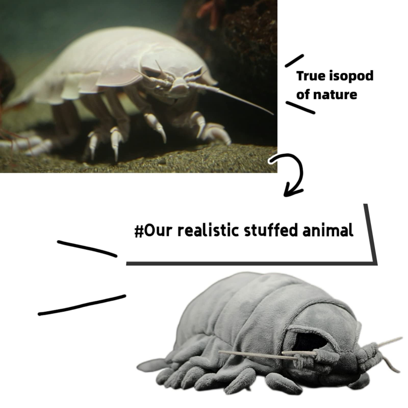 Mua FRANKIEZHOU Realistic Giant Isopod Plush,Stuffed Animal-Grey 12 ...