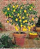 Organic Dwarf Meyer Lemon Tree