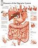 Diseases of Digestive System chart: Laminated Wall Chart in Bahrain ...