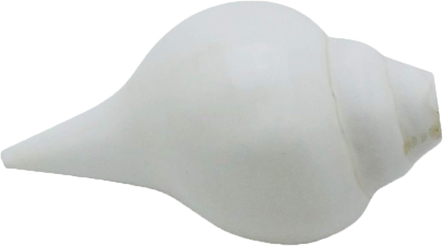 Amazon.com: Conch Shell Shankha Shankh Worship Temple Devotion Hindu ...