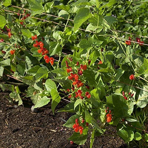 Outsidepride Climbing Vine Scarlet Runner Beans - 50 Seeds in Kuwait ...