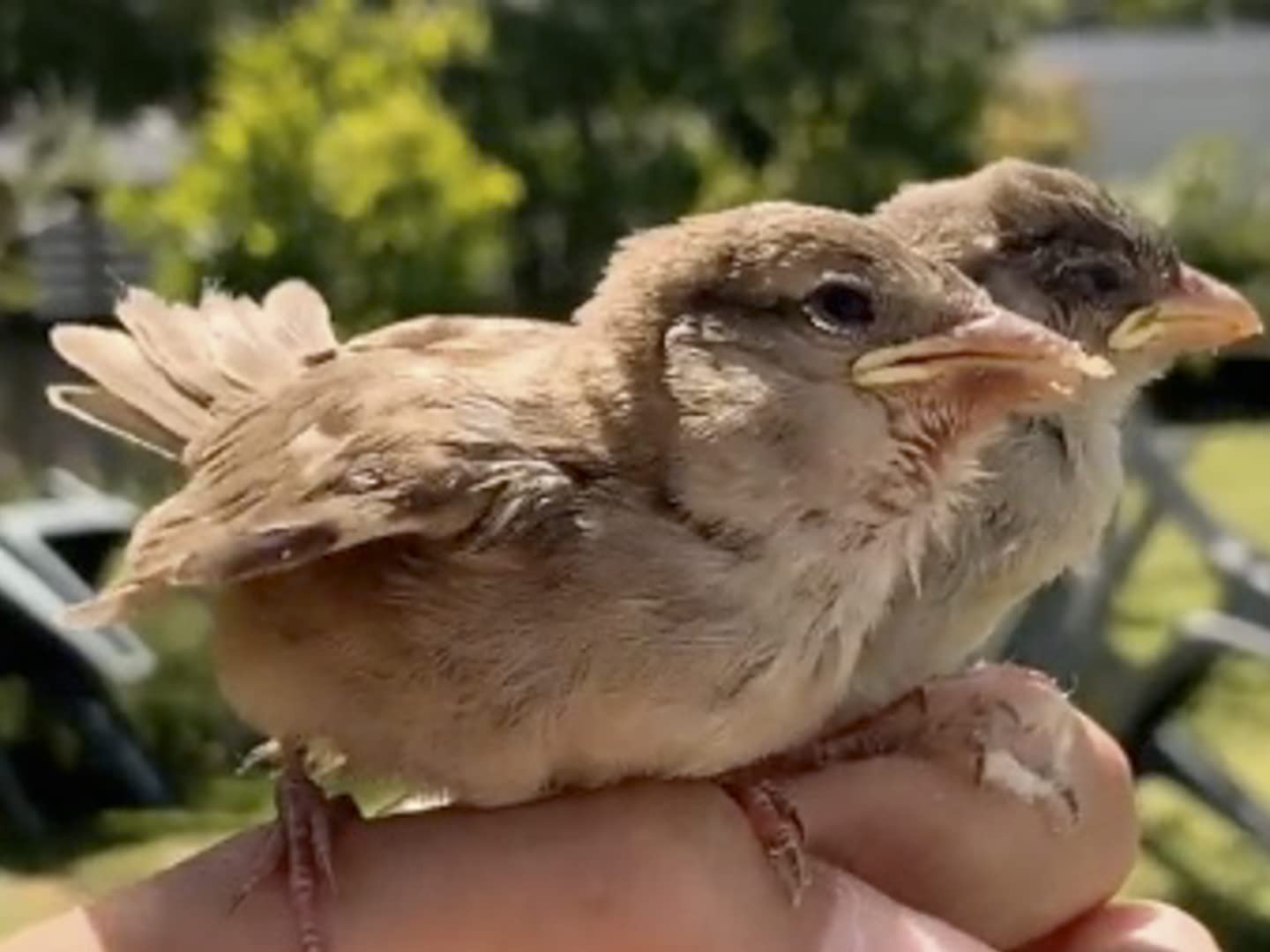 Watch Little But Fierce - Season 1 | Prime Video