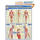 Muscular System (Quick Study Academic): Inc. BarCharts: 8580001066738 ...