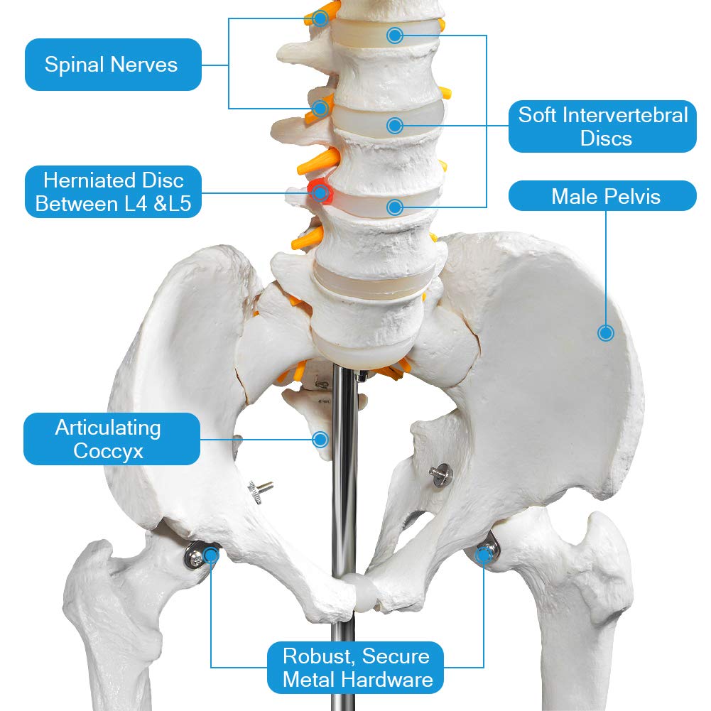 Mua HumanHuman Skeleton Model for Anatomy- Life Size Medical Human ...
