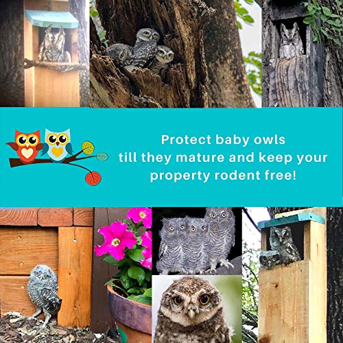 KingWood Premium Pine Owl House, Large Owl Box, Large Bird House, Owl ...