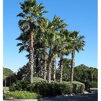 Amazon.com : 10 Washington palm seeds, ( WASHINGTONIA FILIBUSTA ) from ...