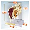 GPI Anatomicals - Muscled Hip Model, Replica of Right Hip Joint with ...