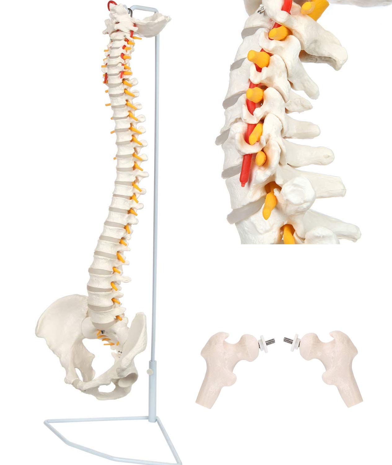Mua (Physical The) Spinal Model, 35.4 inches (90 cm), Spinal Vertebra ...