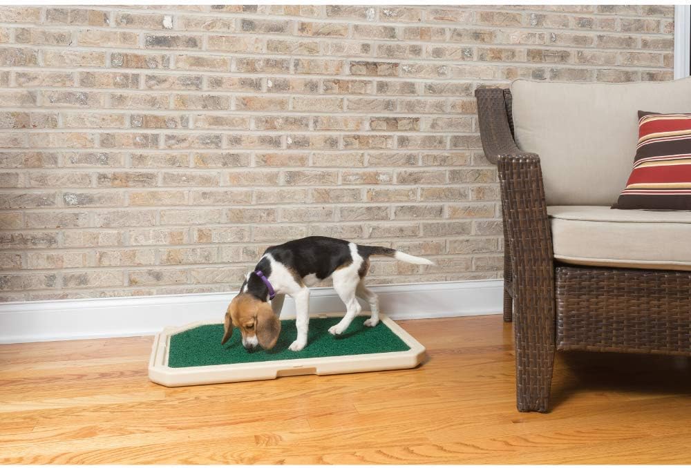 PetSafe Piddle Place Pet Potty Bio+ Concentrate, 3 pack, Odour Removal ...