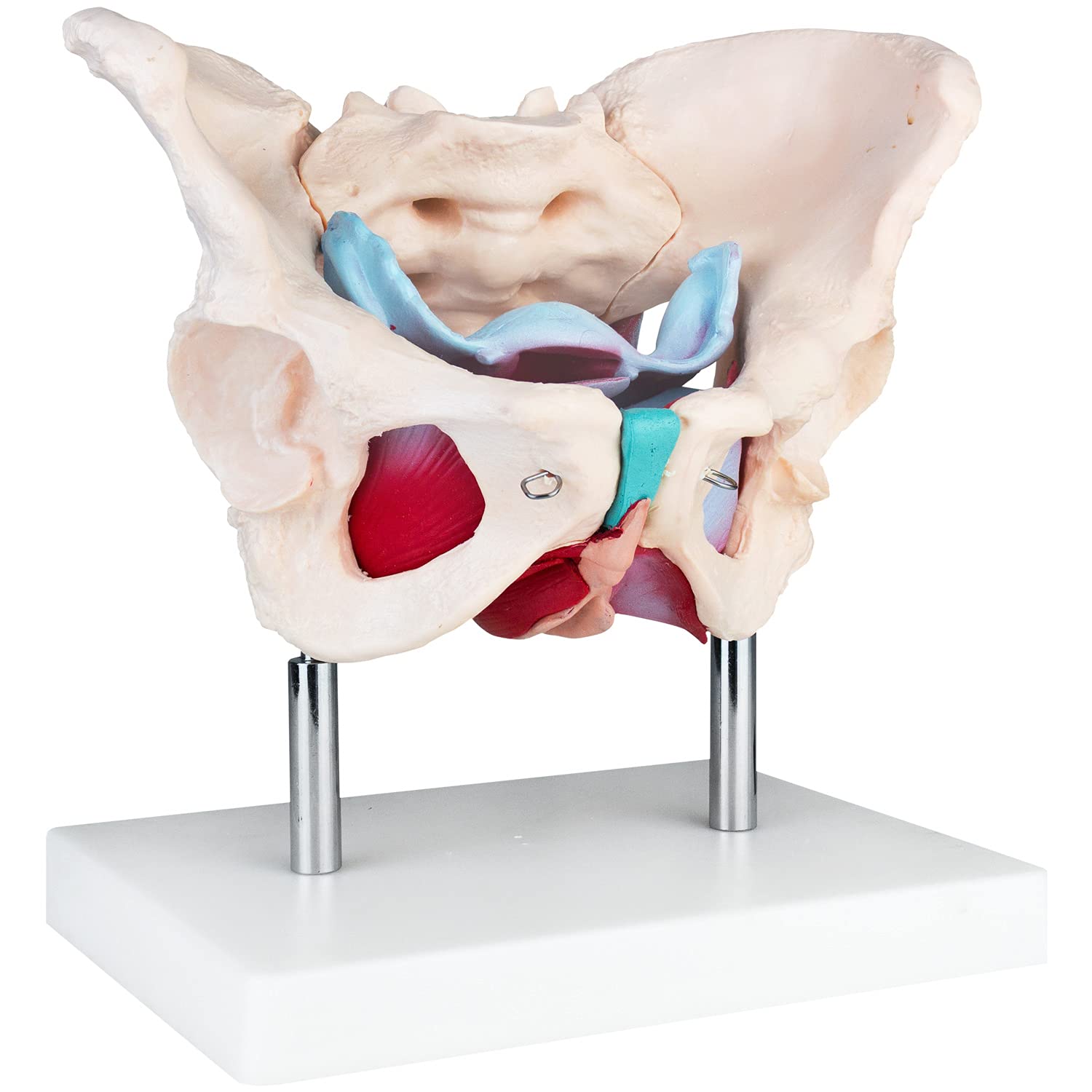 Mua Anatomy Model Female Skeleton Pelvis Pelvic Floor Pelvic Model ...