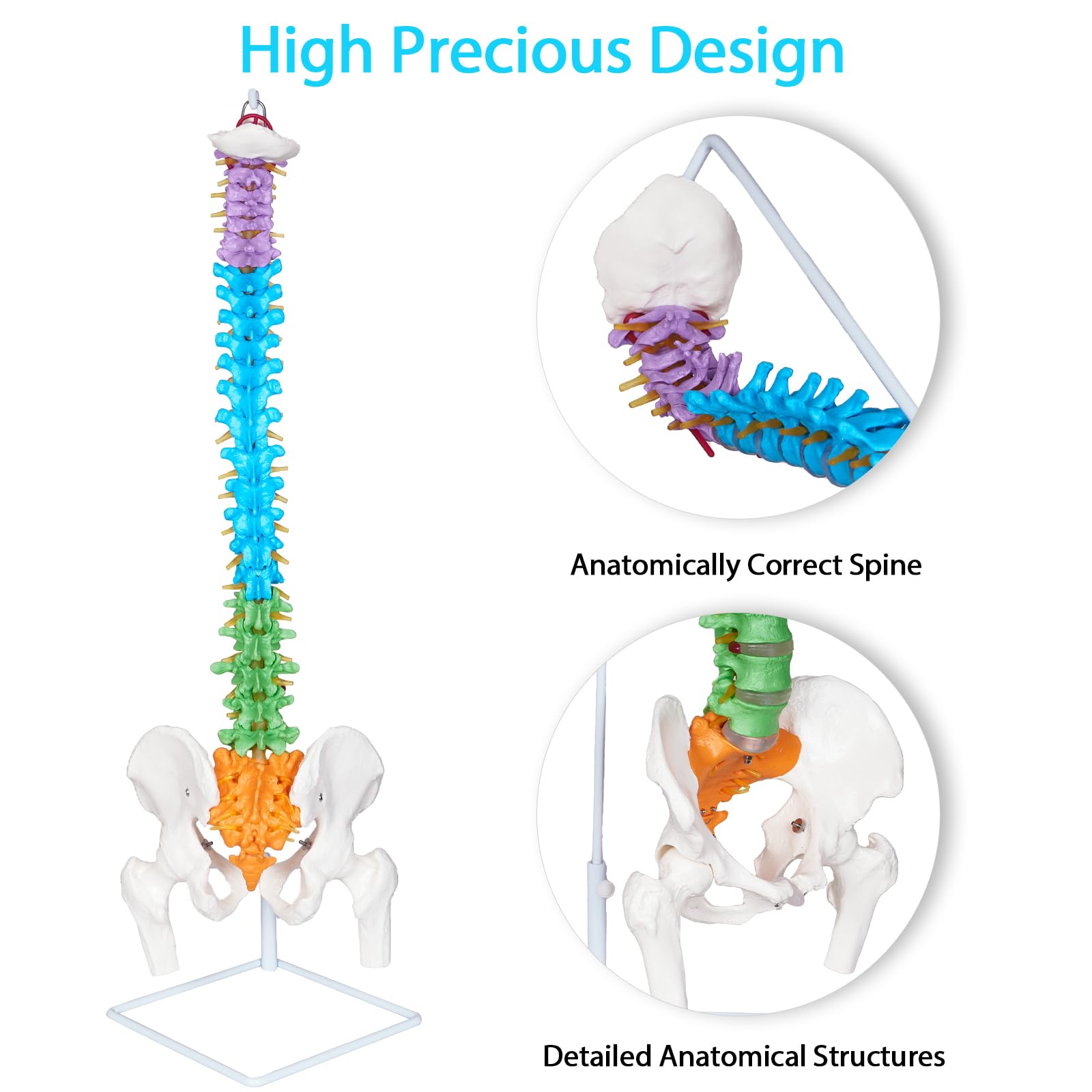 Mua NLShan 34.6'' Full Size Human Spine Skeleton Model, Color ...