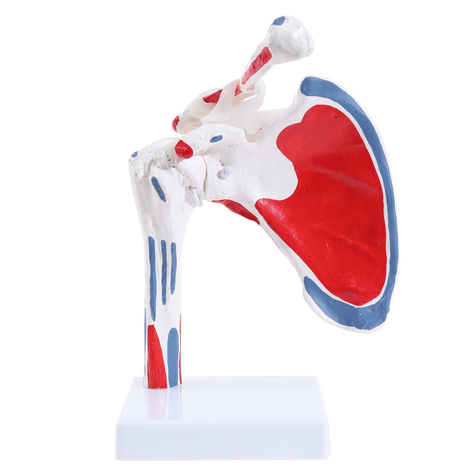 Mua Shoulder Joint Muscles Model, Model for Learning, Ligament Skeletal ...