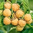 Amazon.com : 2 Raspberry Plants Live Seedlings 5 to 9 Inch Tall, Sweet ...
