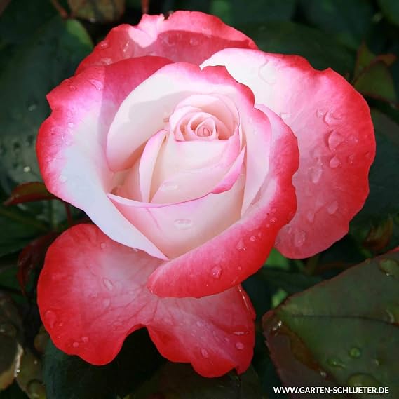 Zweifarbige Rosen Rot Wei