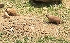 Lewis and Clark A Prairie Dog for the President: Shirley Raye Redmond ...