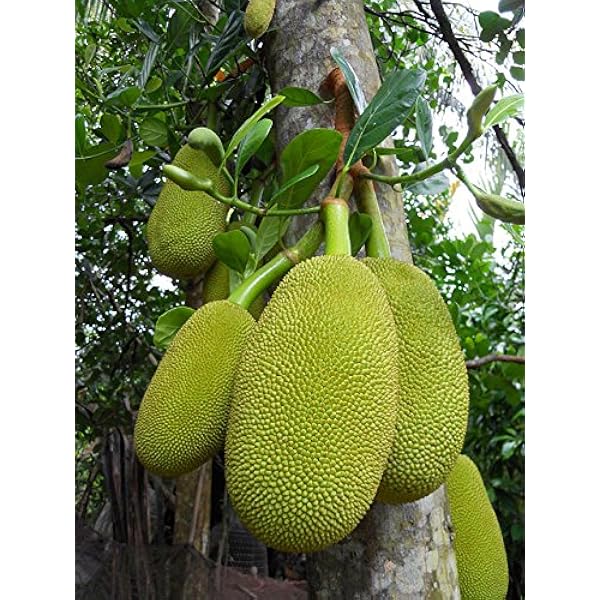 Jackfruit In Scatola