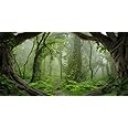 Amazon.com : AOFOTO 20x10ft Forest Backdrop Tropical Jungle Rainforest ...
