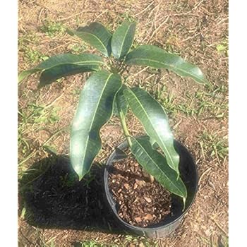 Amazon.com : COCONUT CREAM MANGO TREE - 2 Year Old : Garden & Outdoor