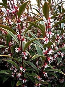 Sarcococca hookeriana var.digyna Purple Stem - Christmas Box. Sweet Box ...