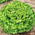 Amazon.com : Lettuce Muir MTO Organic Seeds for Planting (50 Seeds ...