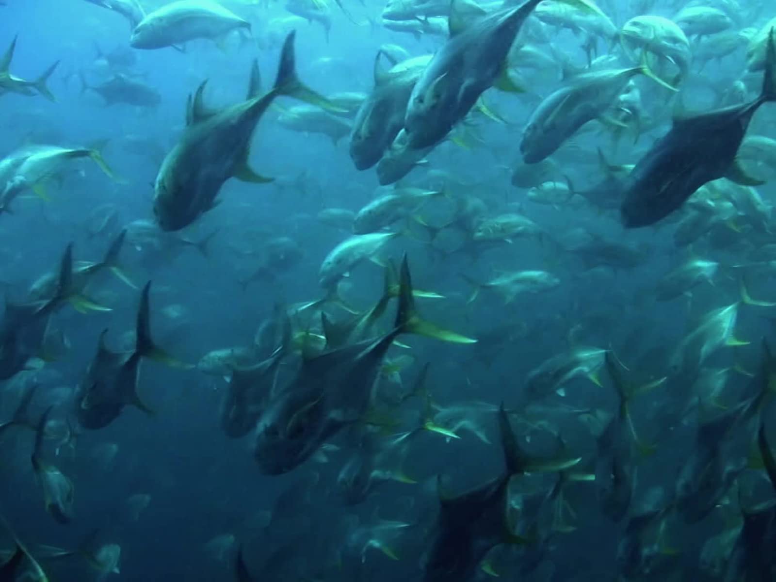 Watch Trev Gowdy's Monster Fish - Season 5 | Prime Video