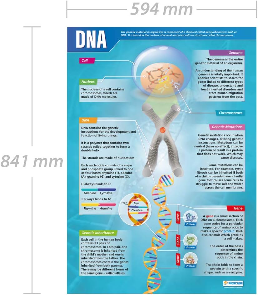 DNA | Science Posters | Laminated Gloss Paper measuring 850mm x 594mm ...