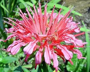 Amazon.com : Coral Reef Bee Balm - Monarda - Salmon/Pink - Live Plant ...