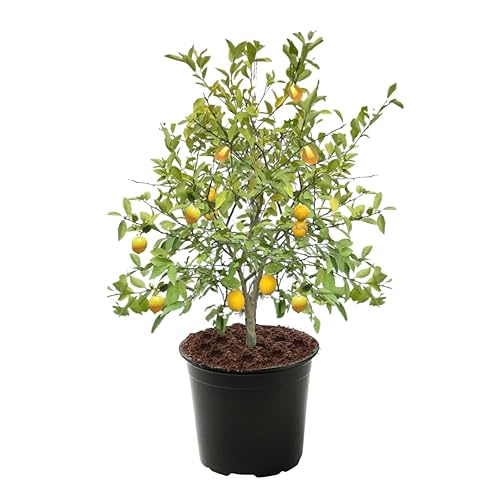 Dwarf Meyer Lemon Tree Live Plant, 1 to 2 Feet Potted Sweet Fruits ...