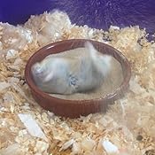 Supreme Science Bathing Sand - 1.5L: Amazon.co.uk: Pet Supplies