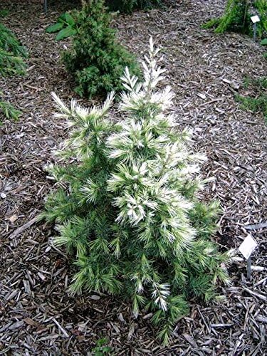 Amazon.com : Cream Puff Deodar Cedar - Creamy White Tips in Spring 1 ...