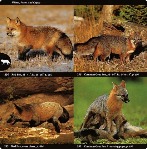 National Audubon Society Field Guide to North American Mammals ...