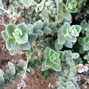 Amazon.com : Wild Zaatar Oregano Seeds (Origanum syriacum) 20+ Rare ...