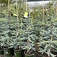 Amazon.com : Simply Trees Horstmann Blue Atlas Cedar - 4-5 Ft, Green ...