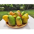 Amazon.com: Jamaican East Indian Mangoes, large : Grocery & Gourmet Food