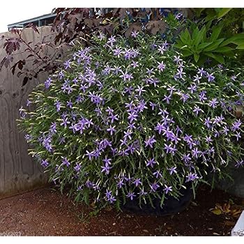 Amazon.com : Isotoma Axillaris ~ Laurentia Blue Star Creeper ~ Pink ...