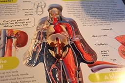 Uncover the Human Body: An Uncover It Book: Luann Colombo, Jennifer ...