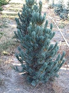 Amazon.com : BLUE DWARF SWISS STONE PINE - Pinus cembra 'Glauca ...
