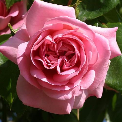 Heirloom Roses Pink Climbing Rose - Viking Queen Rose Bush, Live Garden ...