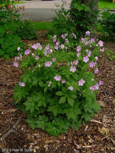 Wild Geranium, Geranium, Wild, Geranium Maculatum, Organic, 50 Seeds ...