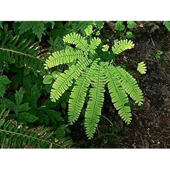 Amazon.com : Live Five Finger Maidenhair Fern Plant Fit 4" Pot Easy to ...
