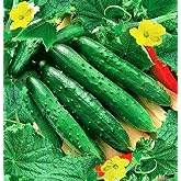 Amazon.com : KIRA SEEDS - Seeds Indoor Cucumber F1 - Self-Pollinated ...