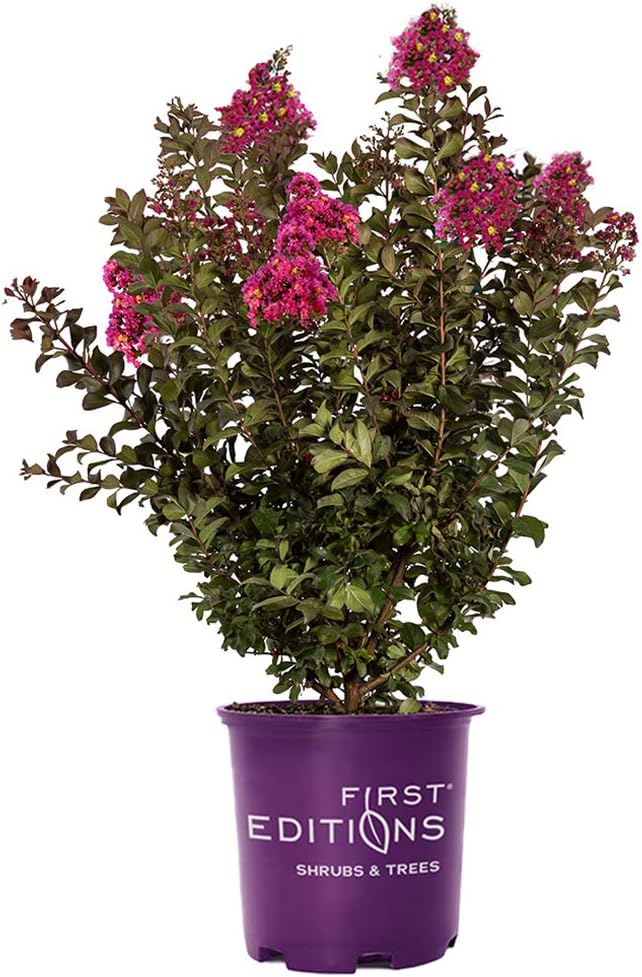 Amazon.com : First Edition Plum Magic Crape Myrtle 3 Gal, Green ...