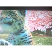 Amazon.com: Kinectimals: Video Games