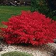 Amazon.com : 5 Red Burning Bush Live Plants 4 to 10 Inches, Dwarf ...
