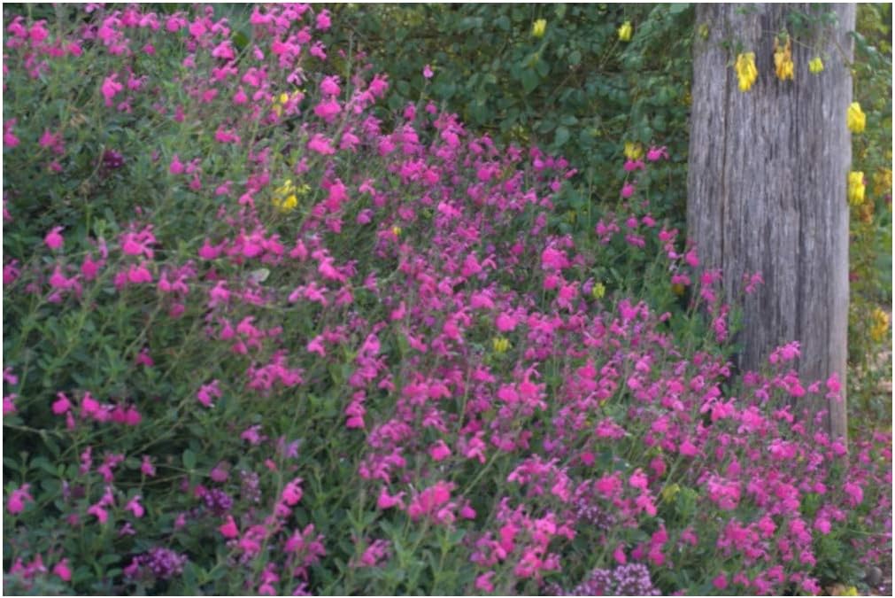 Salvia microphylla Pink Blush - Small Leaf Sage Plant in 10.5cm Pot ...