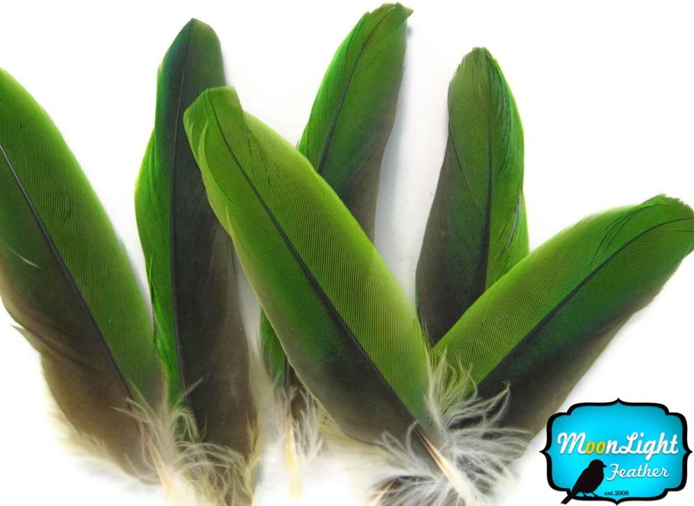 Amazon.com: Parrot Feathers, Green Amazon Parrot Wing Feathers - 4 ...