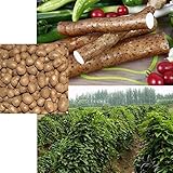 Chinese yam - How to grow & care