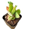 Live Kalanchoe Plants (2" Pot Beharensis Fang) in Oman | Whizz Cacti ...